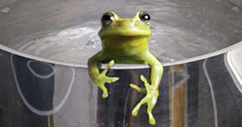A frog in the kettle? | Evangelicals Now
