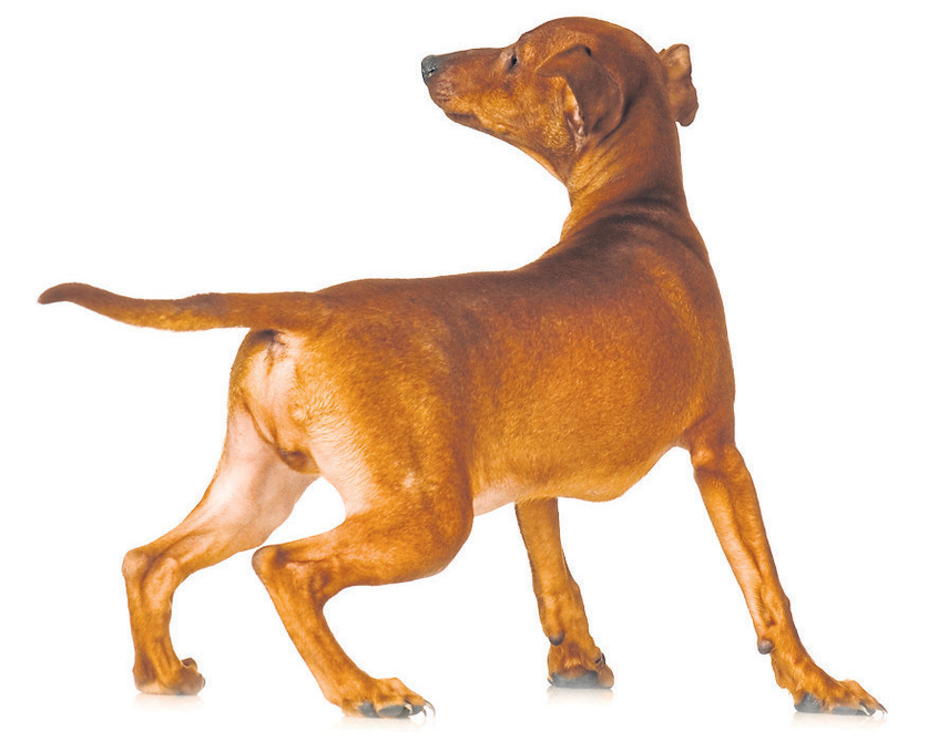 Tail wags dog? | Evangelicals Now