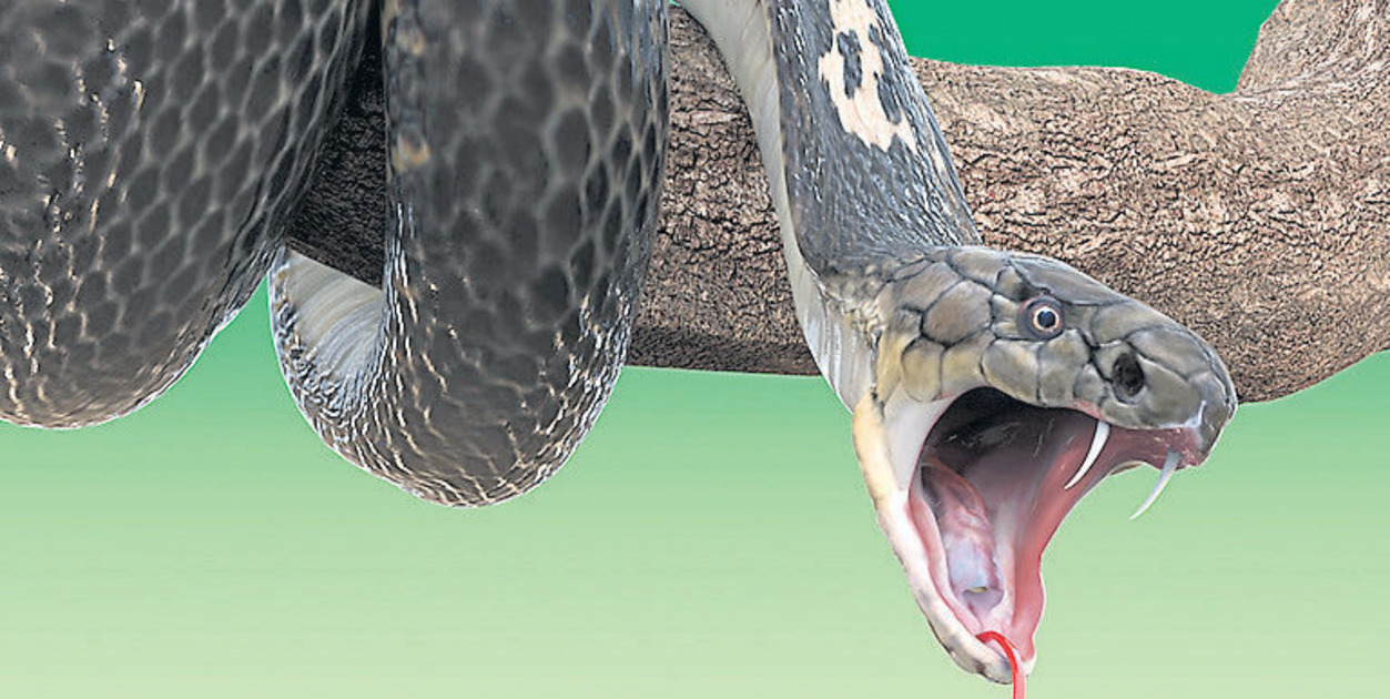 Nigeria: Snake Miracle | Evangelicals Now