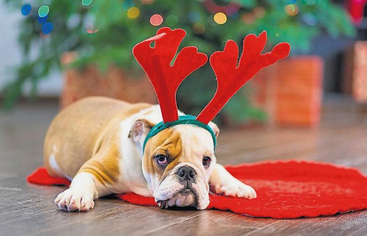 When we’re not feeling festive | Evangelicals Now